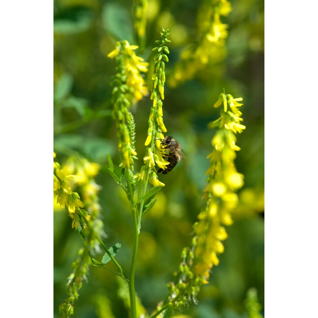 Bokharaklee, gelber Steinklee (Melilotus officinalis) - Wildackerberatungsstelle Jehle. Alles ...