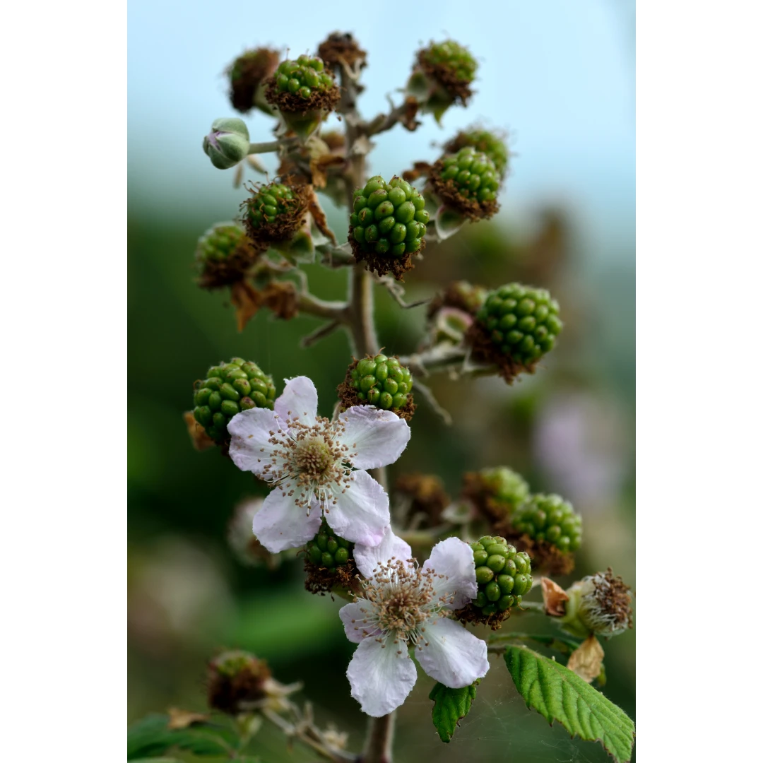 Brombeeren (Rubus fruticosus) - Wildackerberatungsstelle Jehle. Alles ...