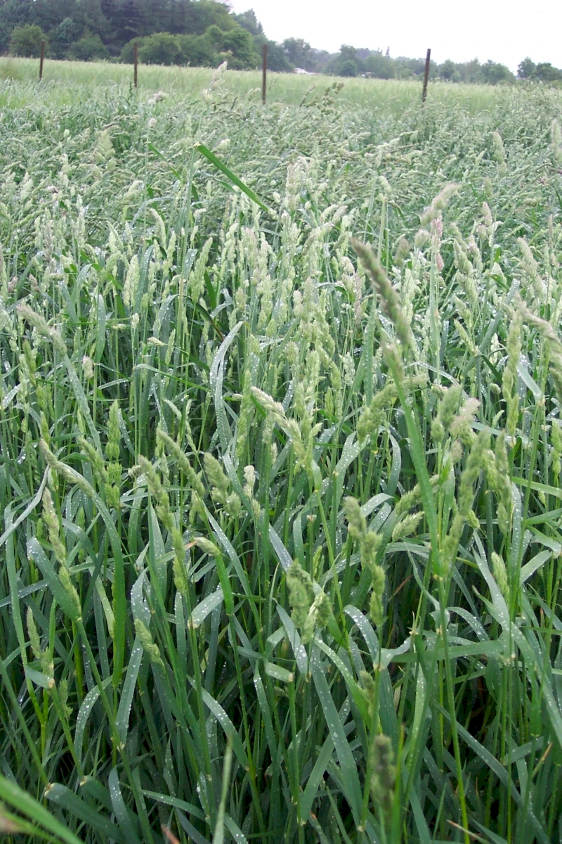 Knaulgras ZS (Dactylis glomerata) - Wildackerberatungsstelle Jehle ...