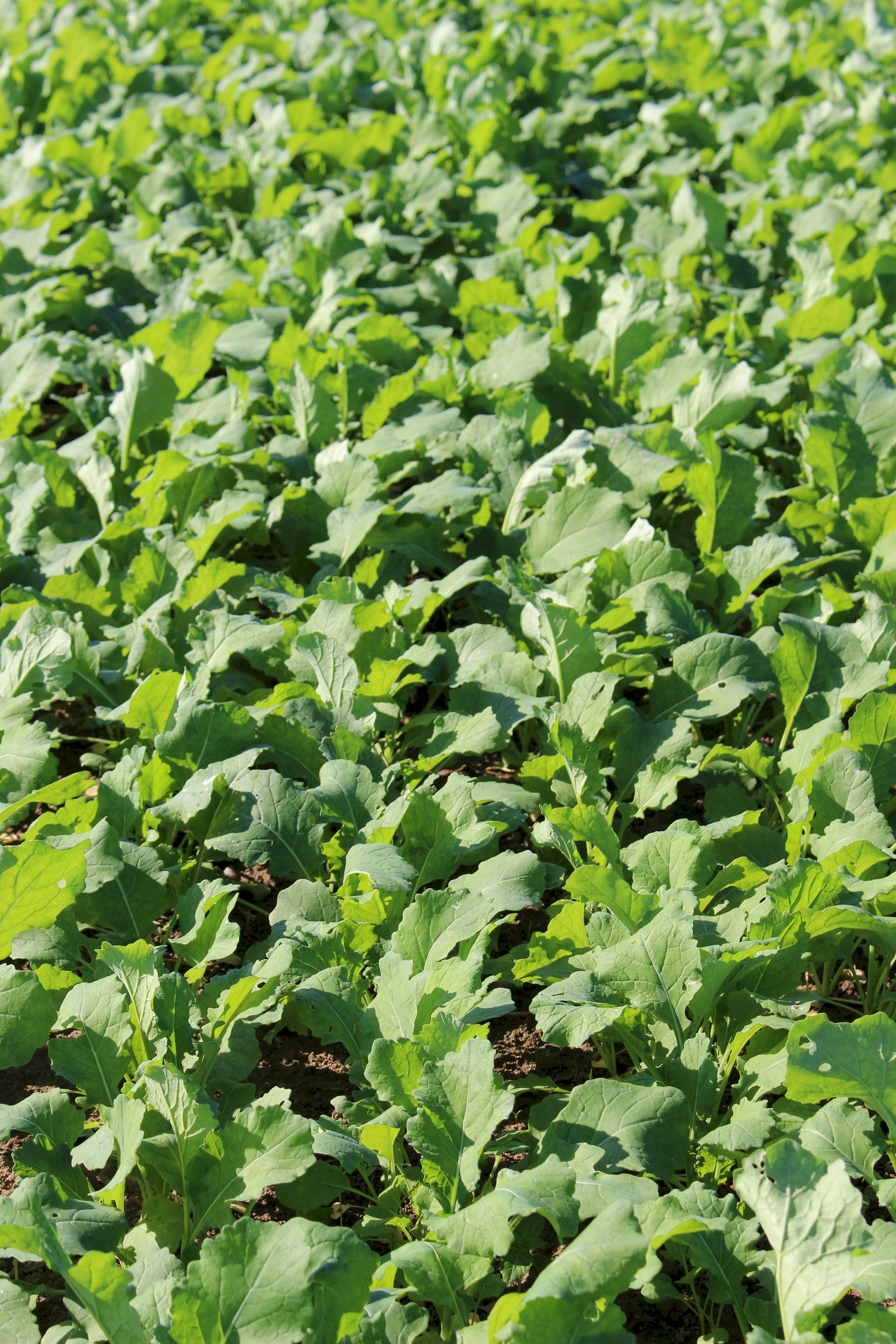 Winterraps Akela ZS (Brassica napus) - Wildackerberatungsstelle Jehle ...